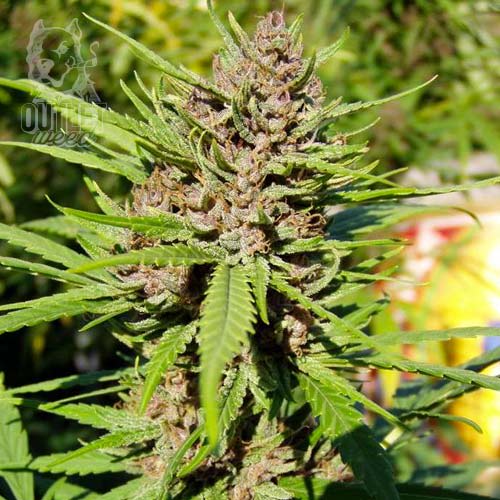 Semillas | Purple #1 | Fem | 3 semillas | Dutch Passion | Outlet Weed