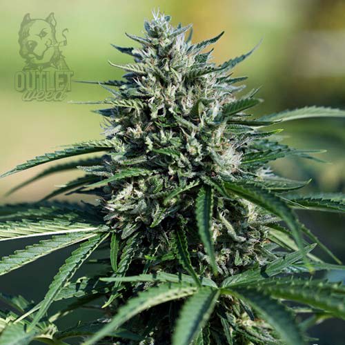 Semillas | Royal Cookies | Auto | 3 semillas | Royal Queen | Outlet Weed