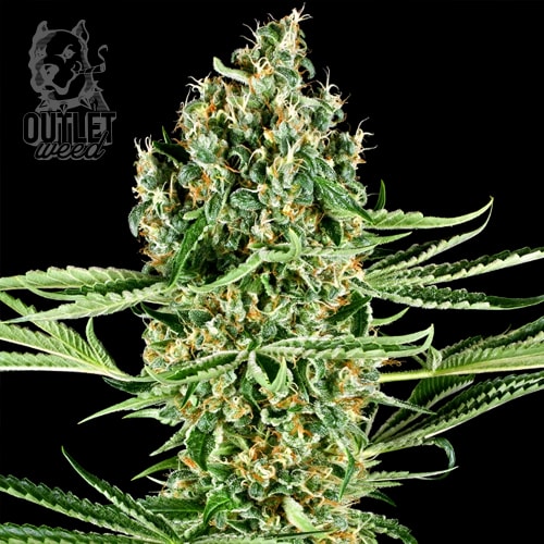 Semillas | Runtz | Fem | 100 semillas | Strain Masters | Outlet Weed