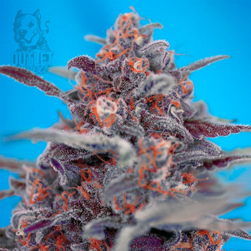 Semillas | The Red Family | Devil Cream | Auto | 3+1 semillas | Sweet ...