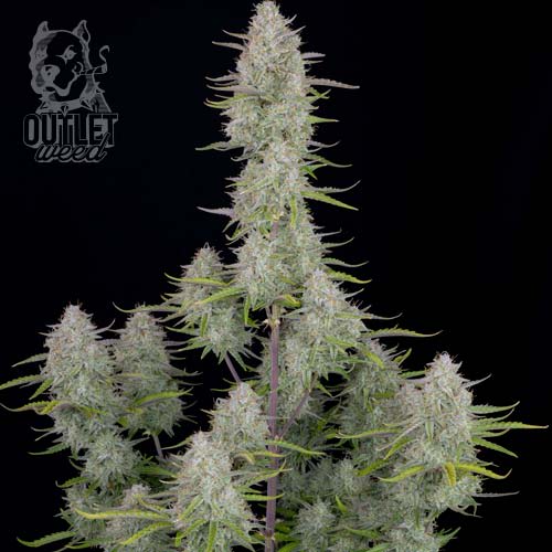 Semillas | Wedding Cheesecake | Auto | 3 semillas | FastBuds | Outlet Weed