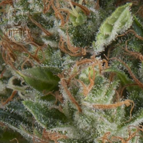 Semillas | Wembley | Auto | 3+1 semillas | Pyramid Seeds | Outlet Weed
