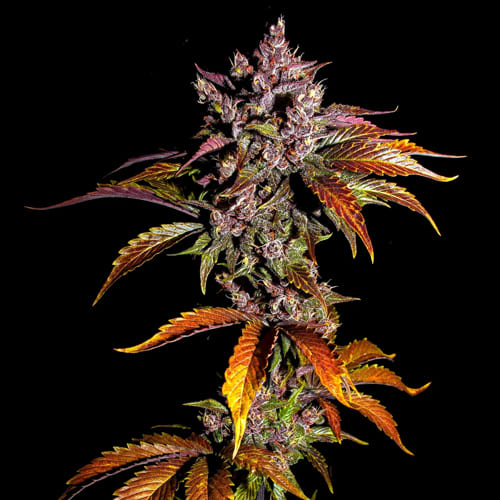 Semillas | Blackberry | Auto | 3+2 semillas | FastBuds | Outlet Weed