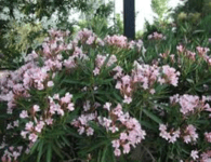 laurel flor fucsia /rojo | Viveros y Jardines Araucano
