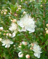 arbusto mirto enano | Viveros y Jardines Araucano