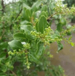 arbol Peumo | Viveros y Jardines Araucano