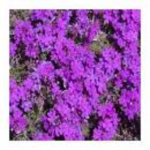 cubresuelo verbena rastrera | Viveros y Jardines Araucano