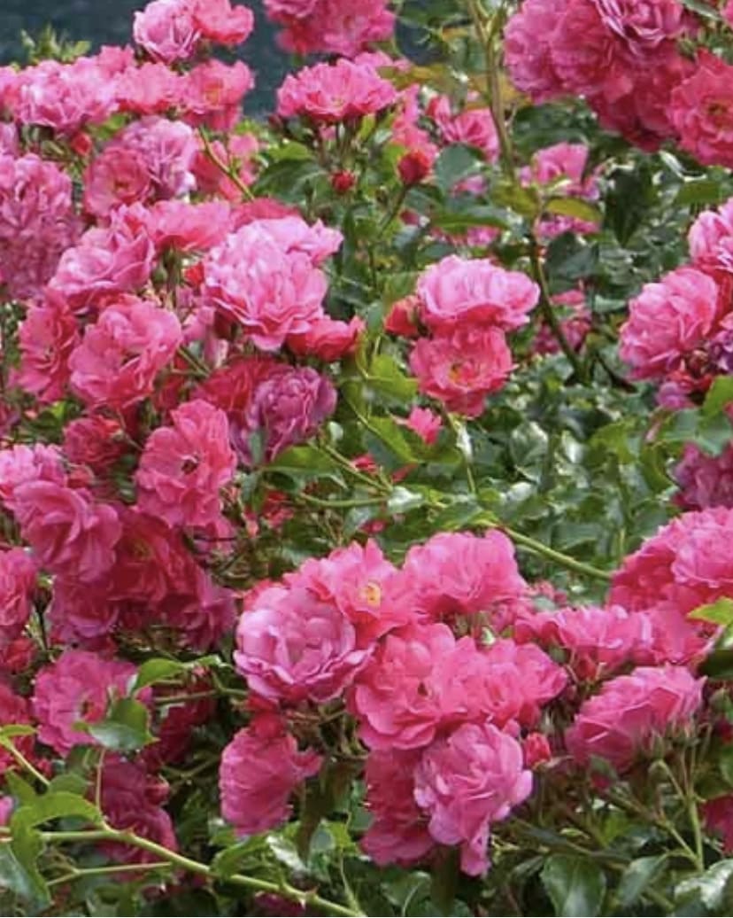 Rosa rastrera flower carpet fucsia | Viveros y Jardines Araucano