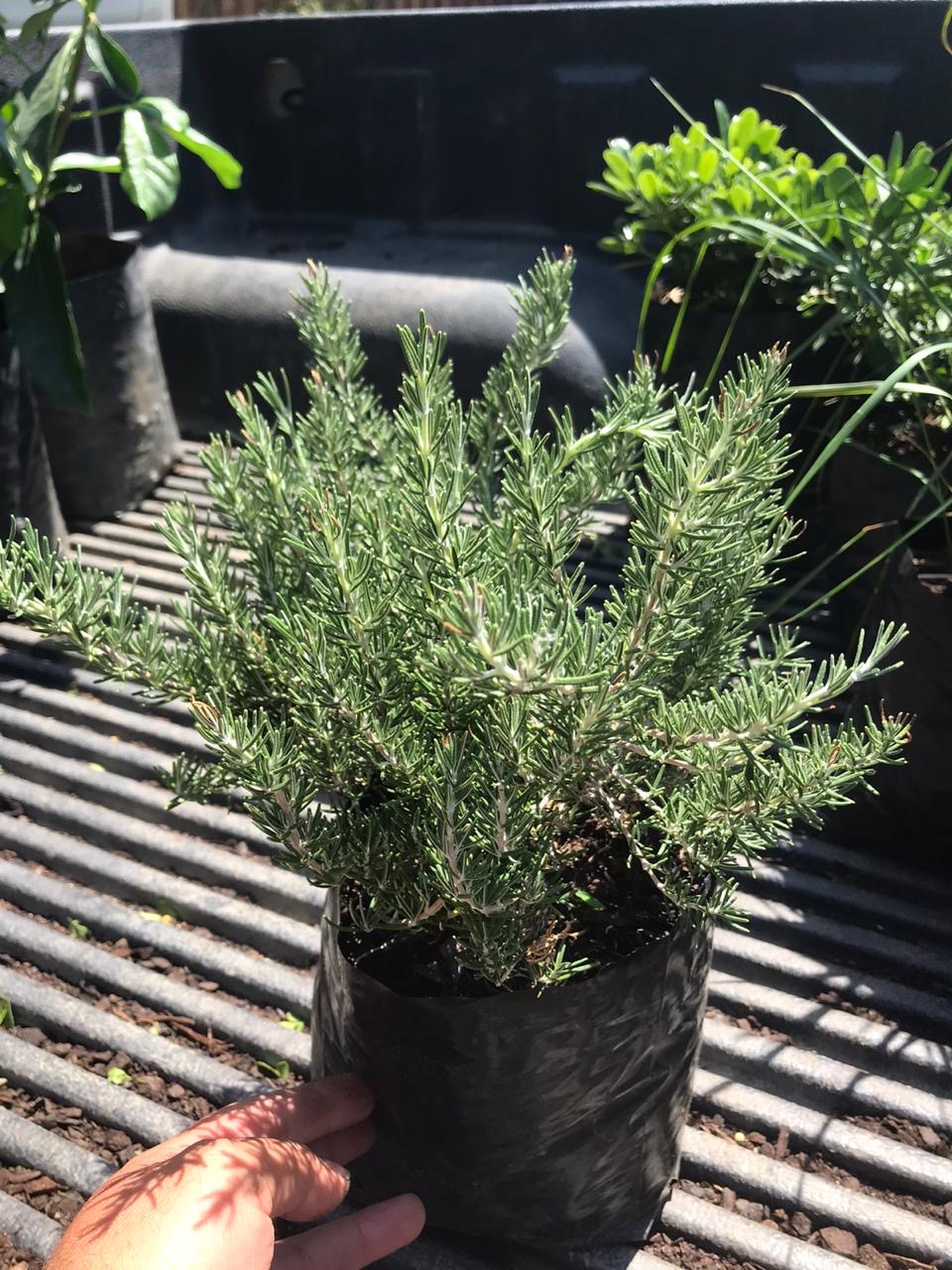 arbusto romero arbustivo | Viveros y Jardines Araucano