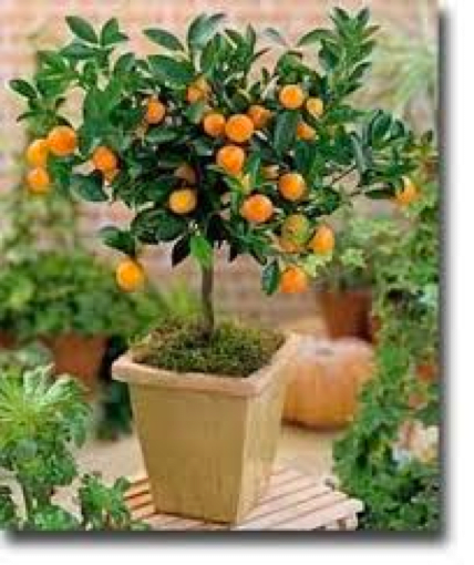 FRUTALES | Viveros y Jardines Araucano