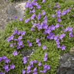 CUBRESUELOS | Viveros y Jardines Araucano