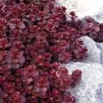 CUBRESUELOS | Viveros y Jardines Araucano