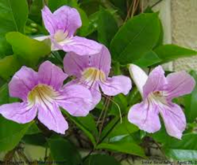 TREPADORAS | Viveros y Jardines Araucano