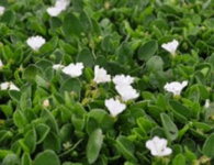 CUBRESUELOS | Viveros y Jardines Araucano