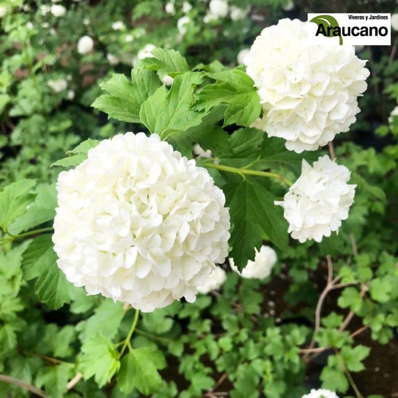 ARBUSTOS | Viveros y Jardines Araucano