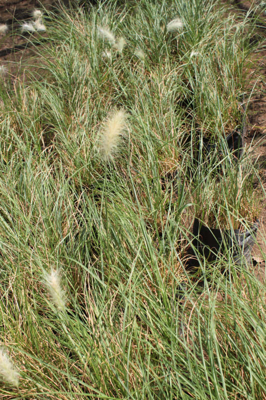 GRAMINEAS | Viveros y Jardines Araucano