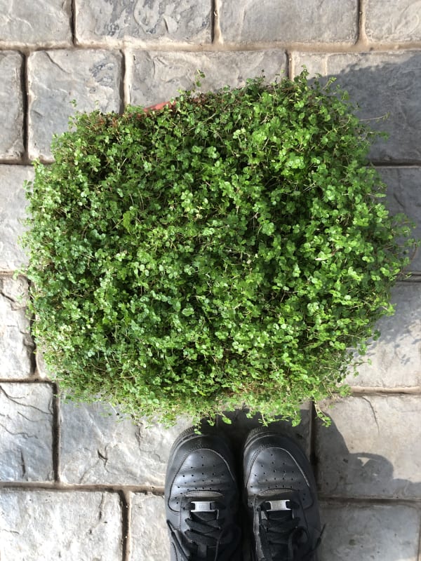 CUBRESUELOS | Viveros y Jardines Araucano