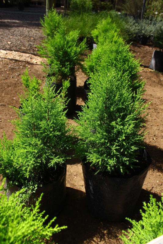 CONIFERAS | Viveros y Jardines Araucano