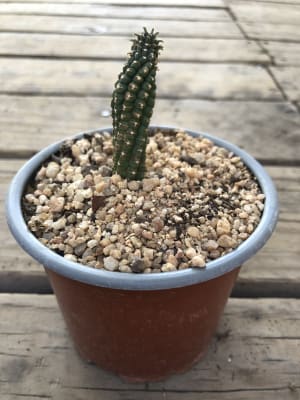 SUCULENTAS | Viveros y Jardines Araucano