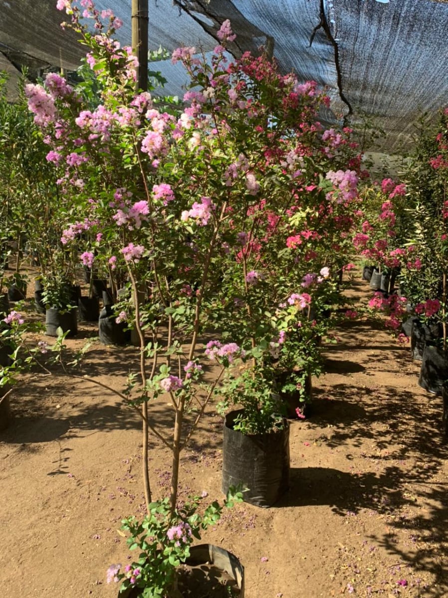 arbol crespon | Viveros y Jardines Araucano