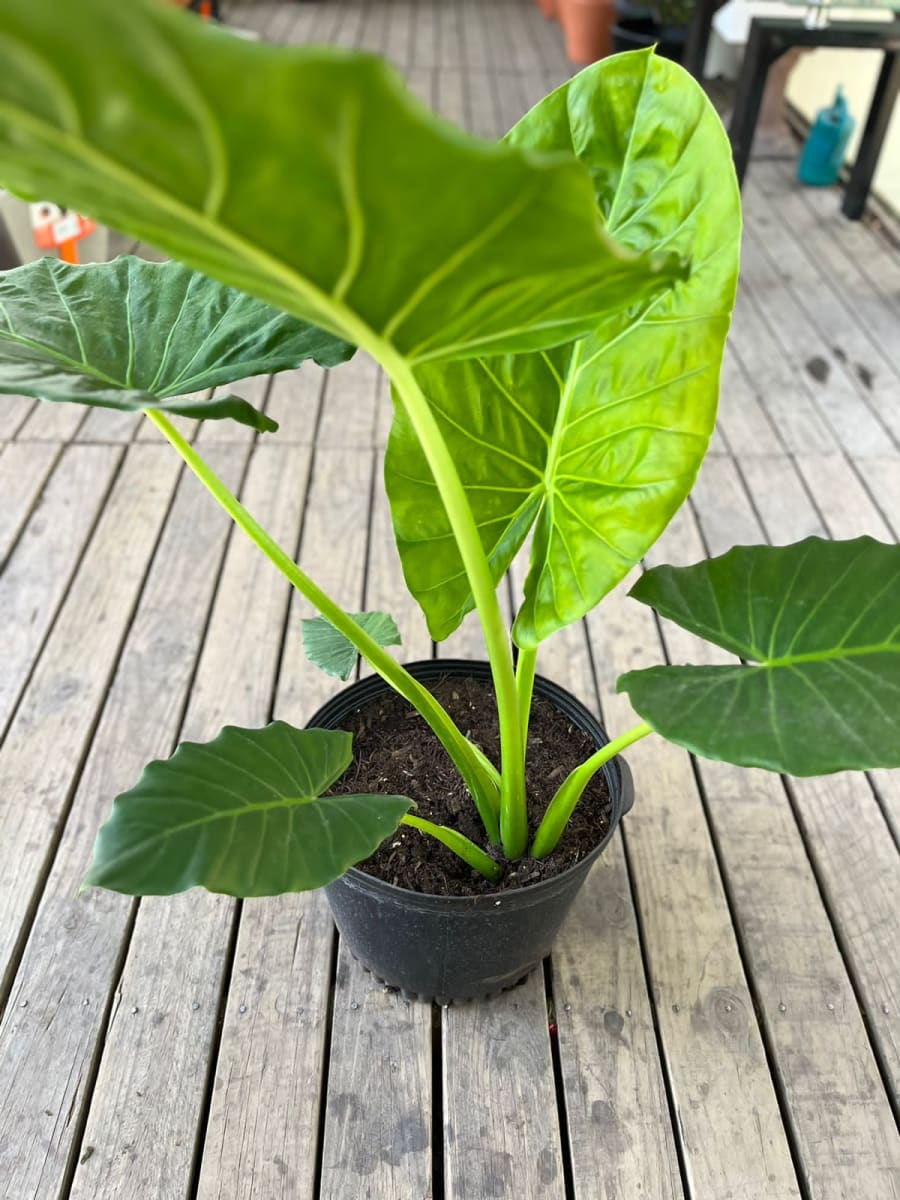 planta de interior manto de eva | Viveros y Jardines Araucano