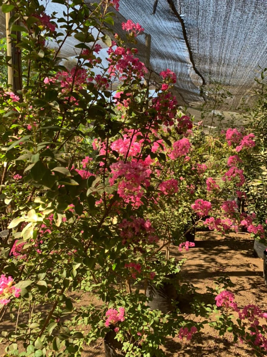 arbol crespon | Viveros y Jardines Araucano