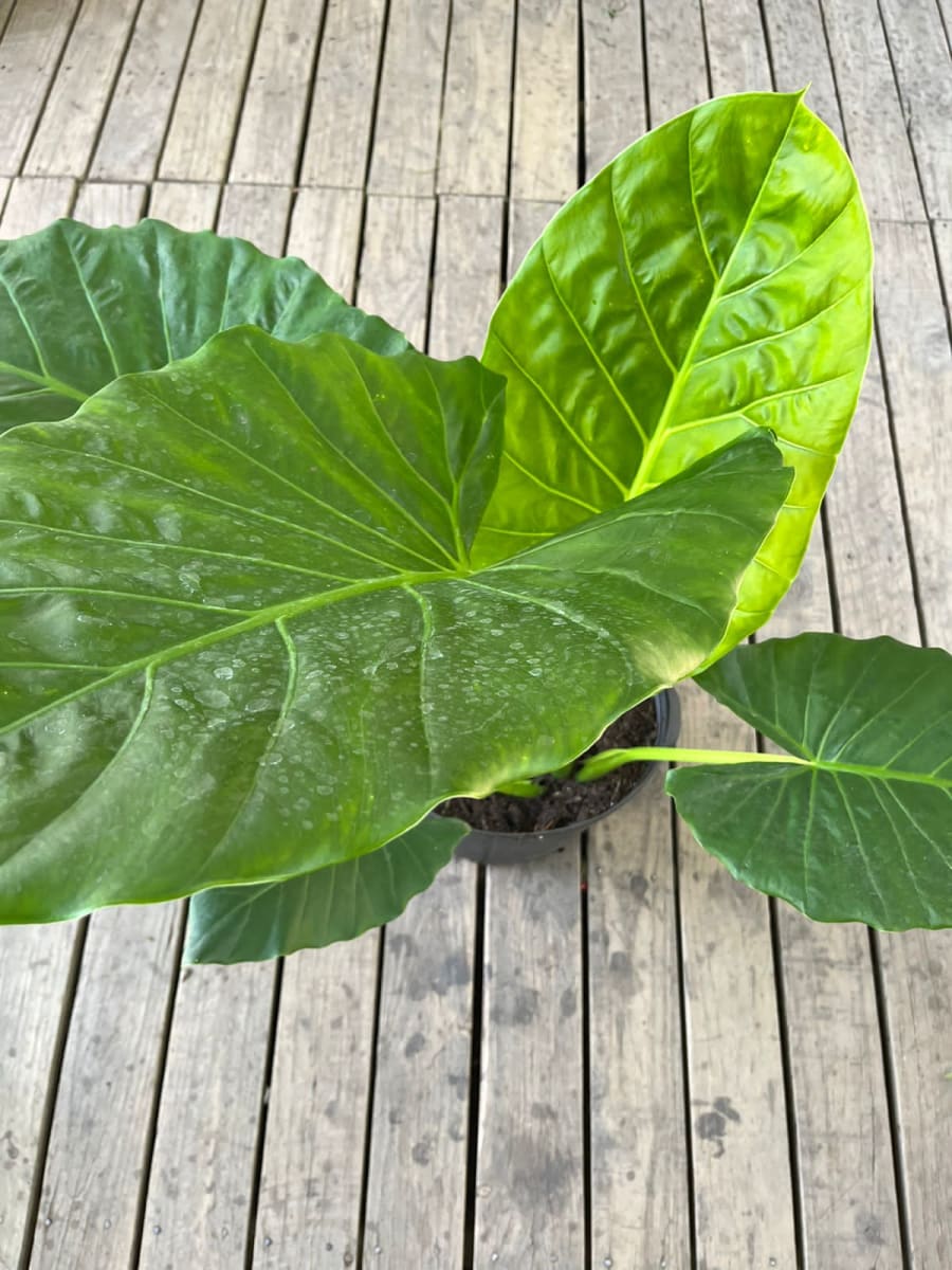 planta de interior manto de eva | Viveros y Jardines Araucano