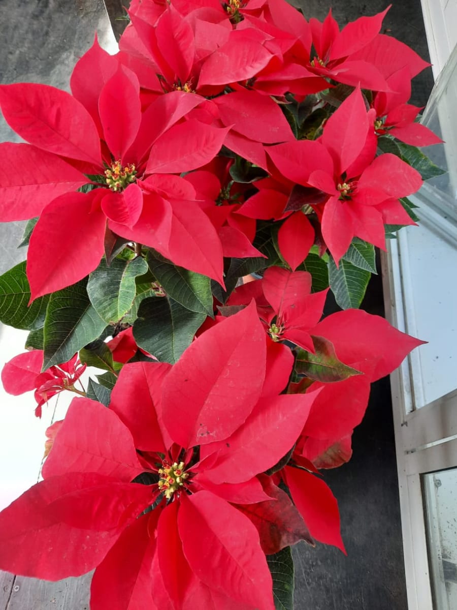 corona del inca | Viveros y Jardines Araucano