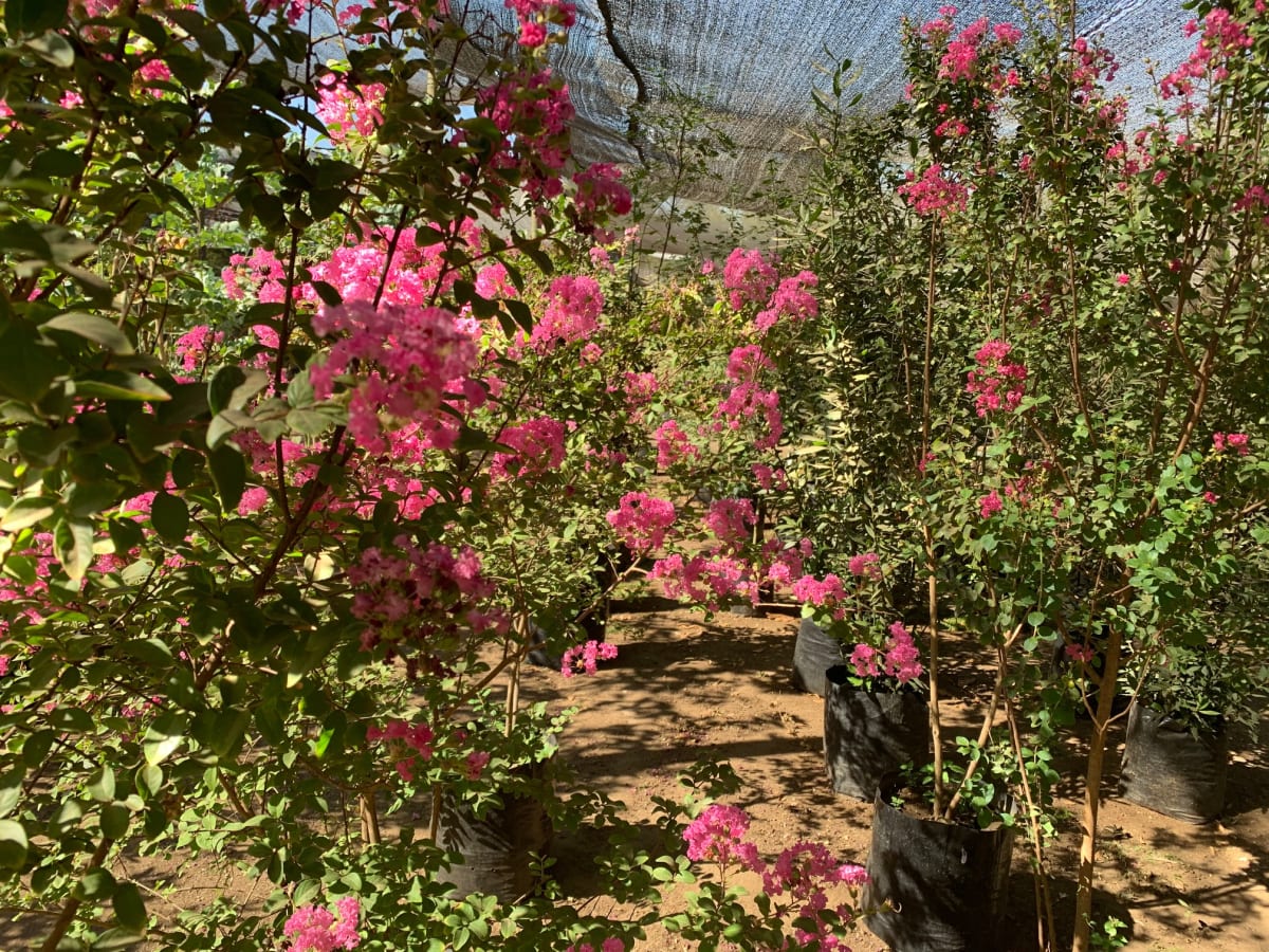 arbol Crespon Extra | Viveros y Jardines Araucano