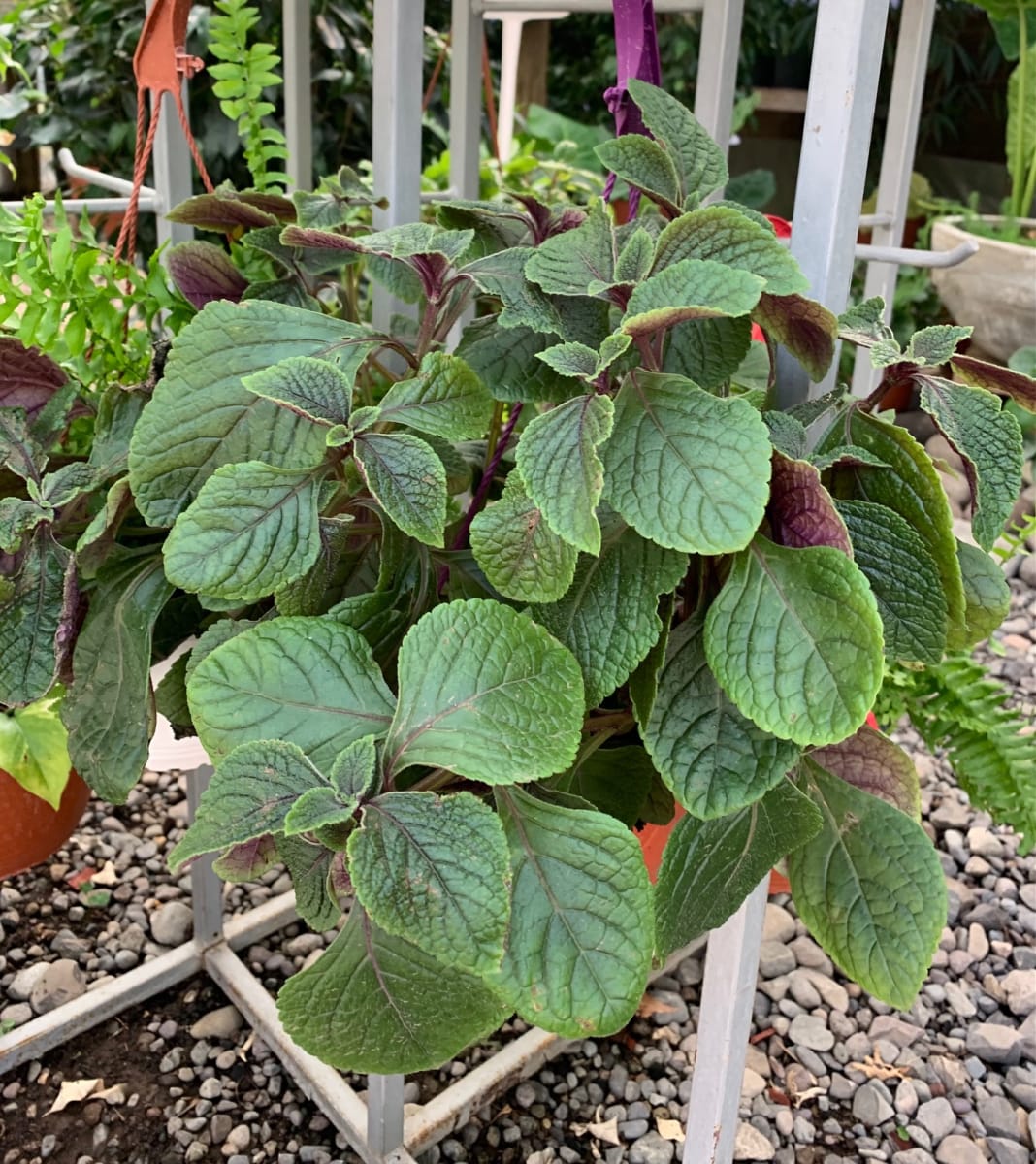 Planta Interior Dolar negro | Viveros y Jardines Araucano