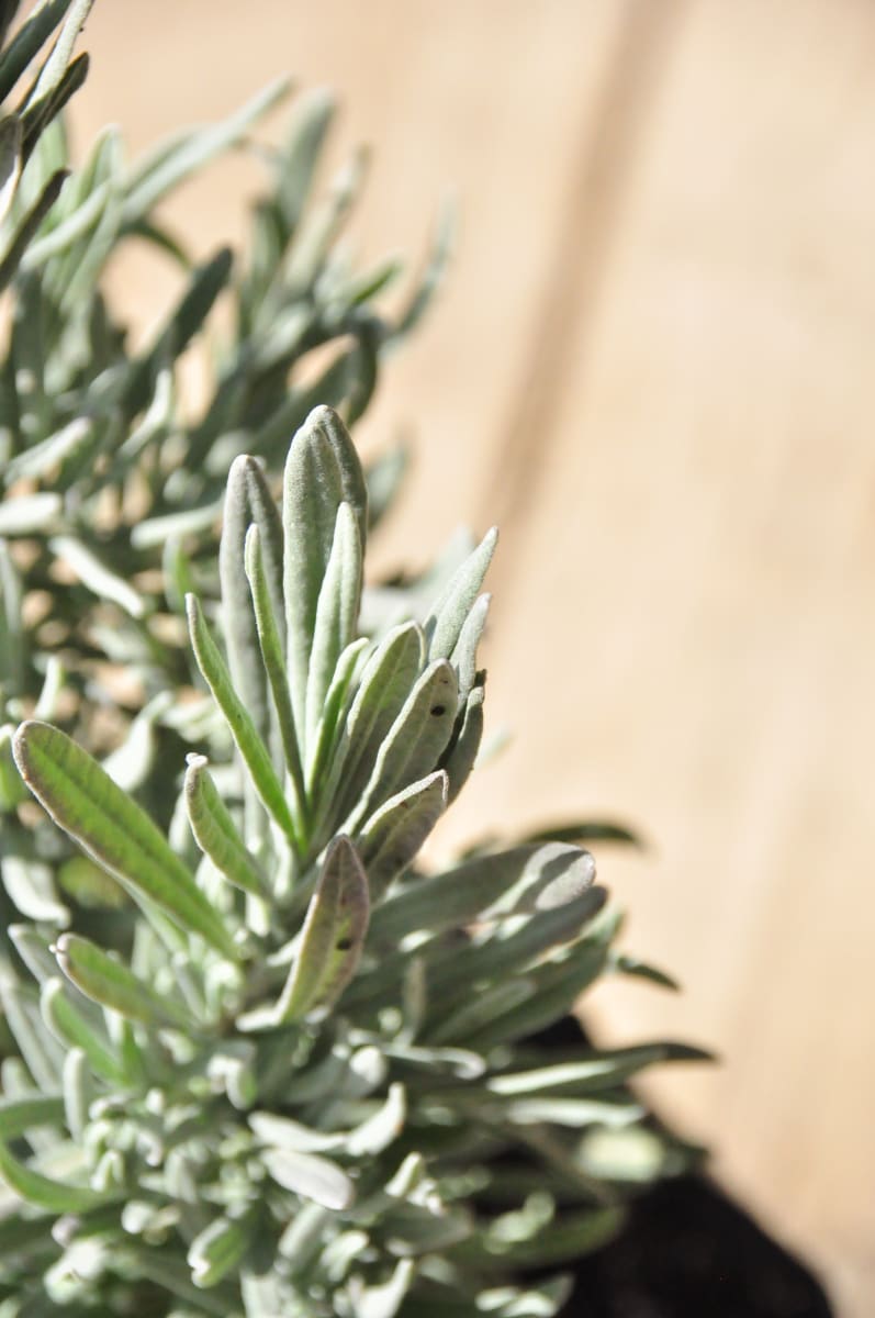 arbusto lavanda comun S | Viveros y Jardines Araucano