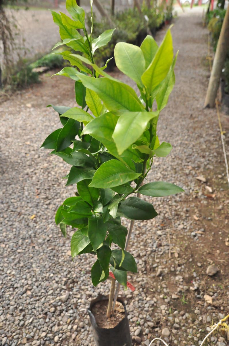 frutal limon fino 49 | Viveros y Jardines Araucano