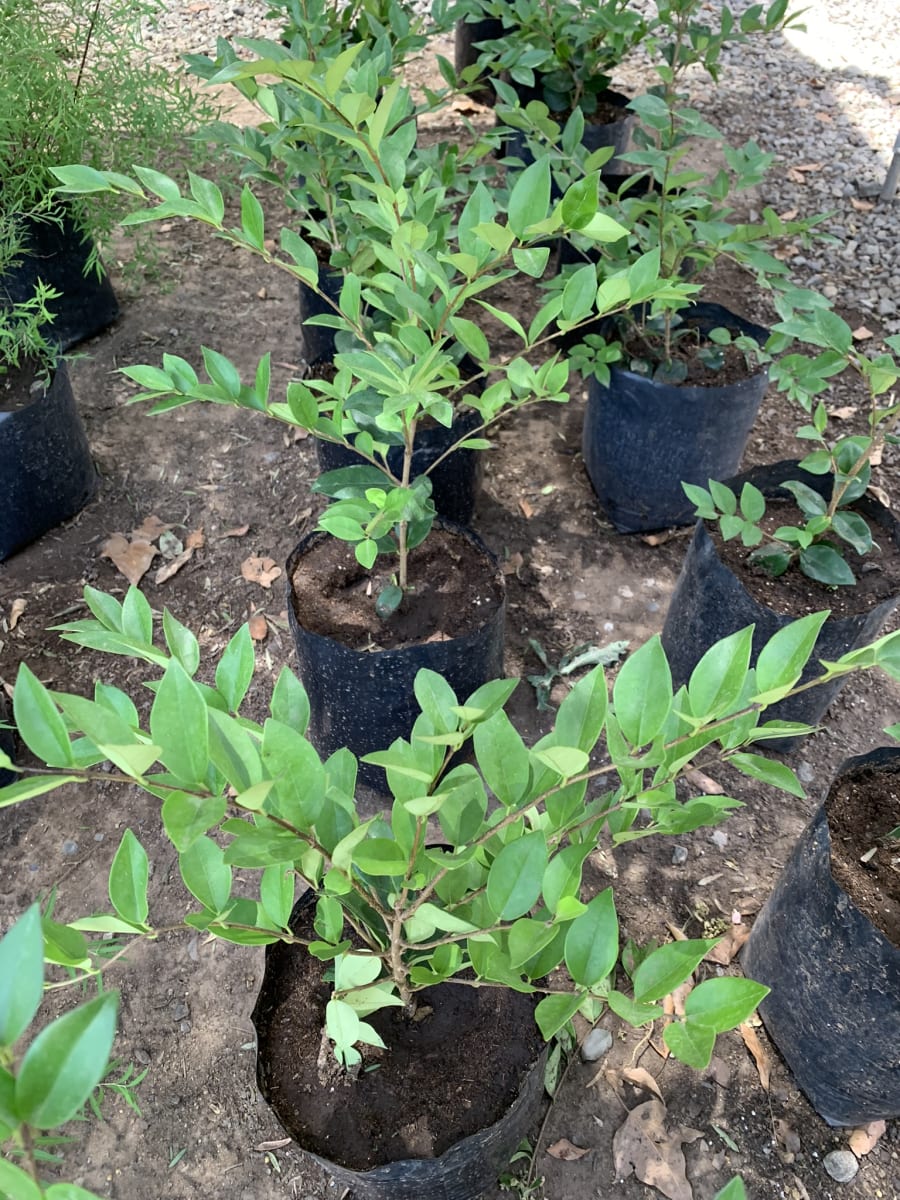 Arbusto Ligustro Compacto 25x22 | Viveros y Jardines Araucano