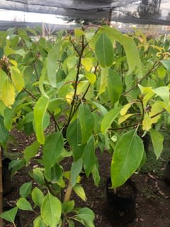 arbol Alcanfor | Viveros y Jardines Araucano