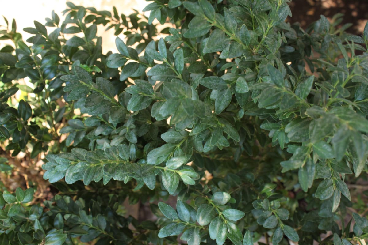 arbusto Boj verde | Viveros y Jardines Araucano