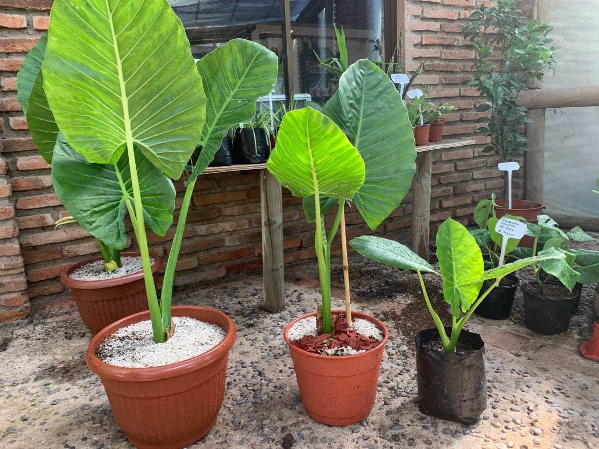 planta de interior manto de eva | Viveros y Jardines Araucano