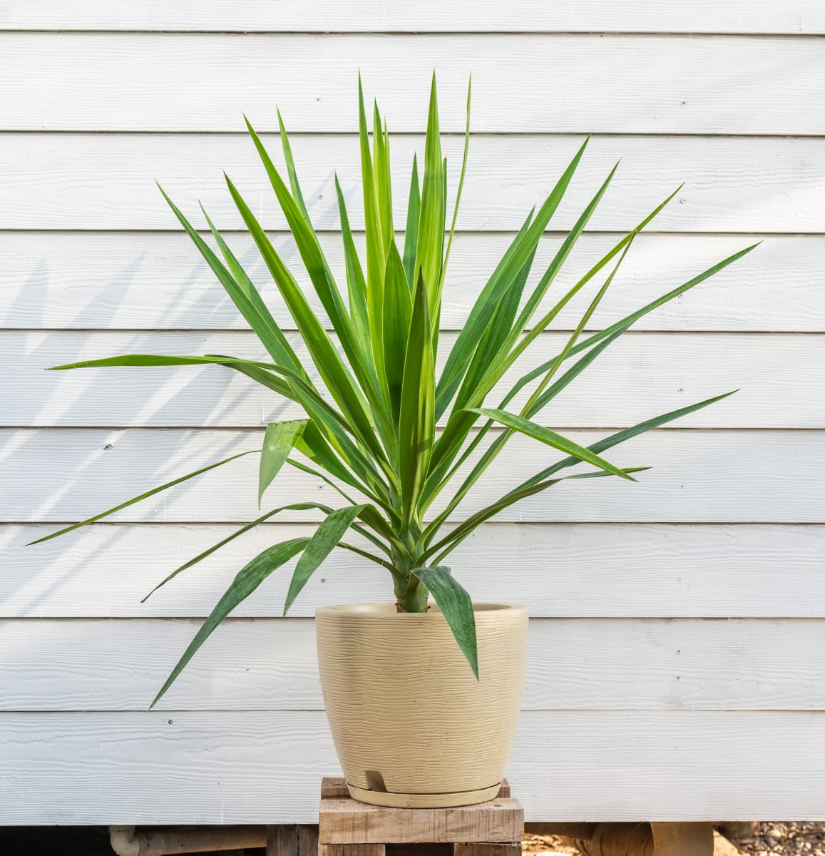 planta interior Yuca punta m24 | Viveros y Jardines Araucano