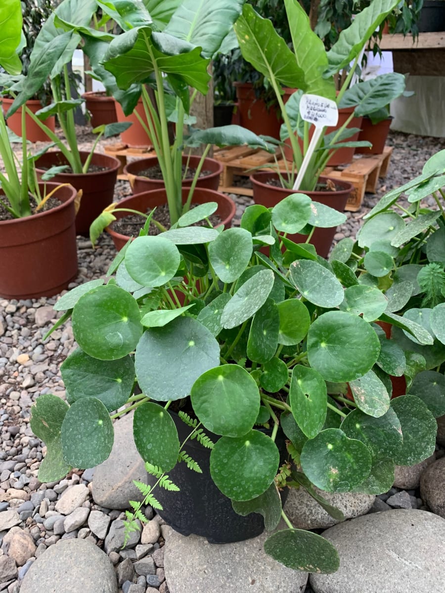 Planta Interior peperomia cucharita | Viveros y Jardines Araucano