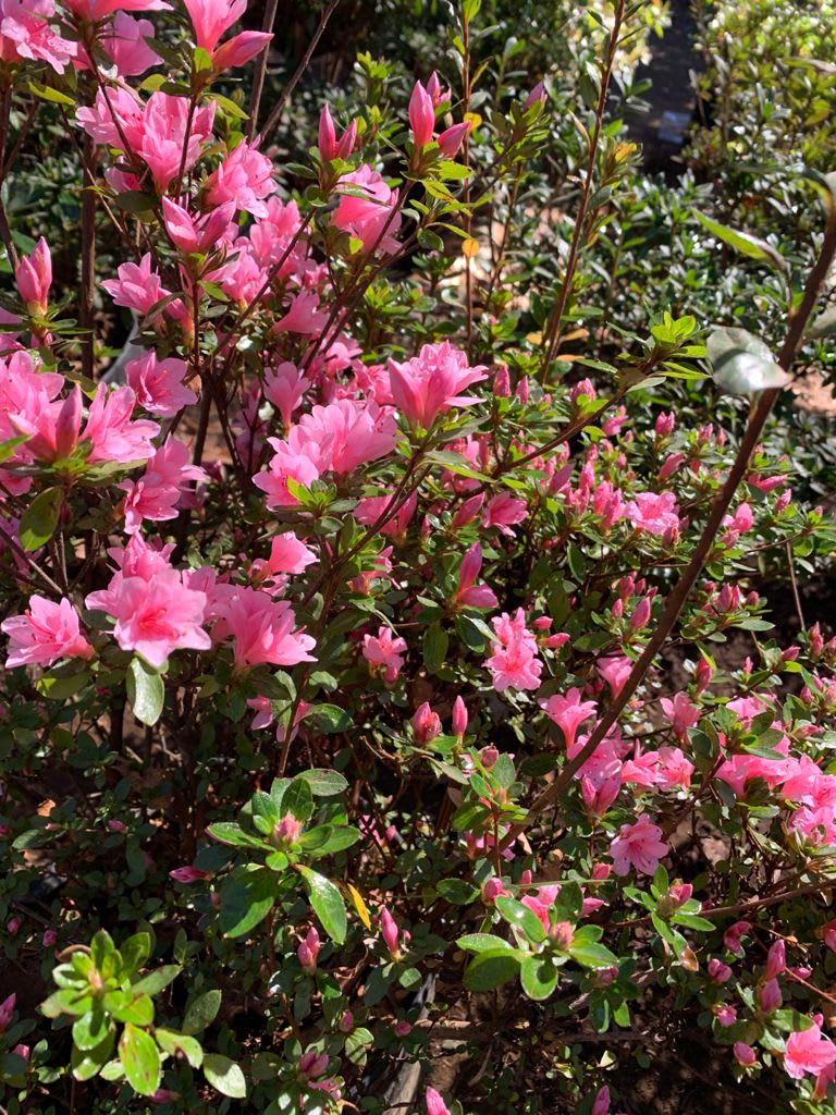 arbusto Azalea | Viveros y Jardines Araucano