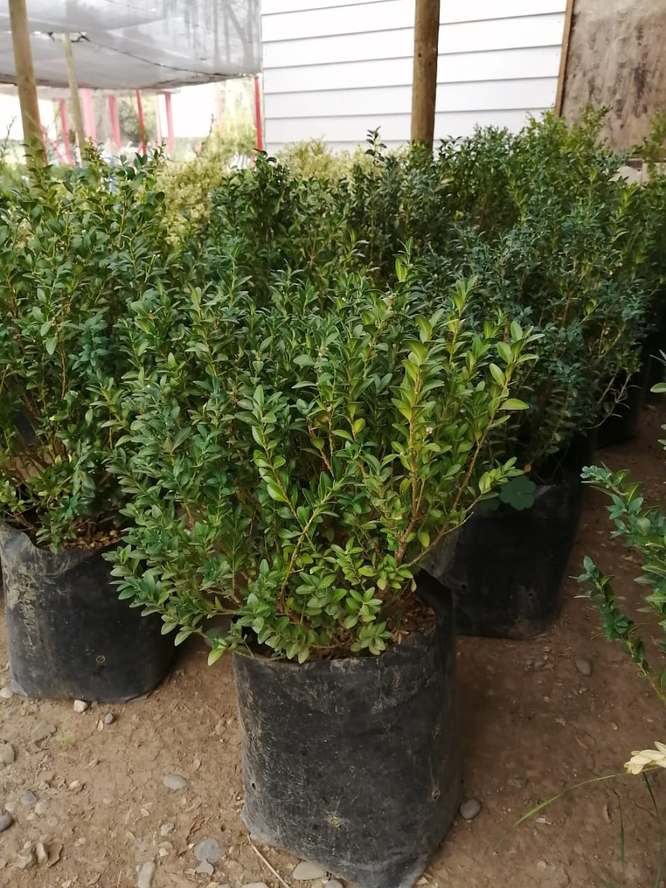 arbusto Boj verde | Viveros y Jardines Araucano