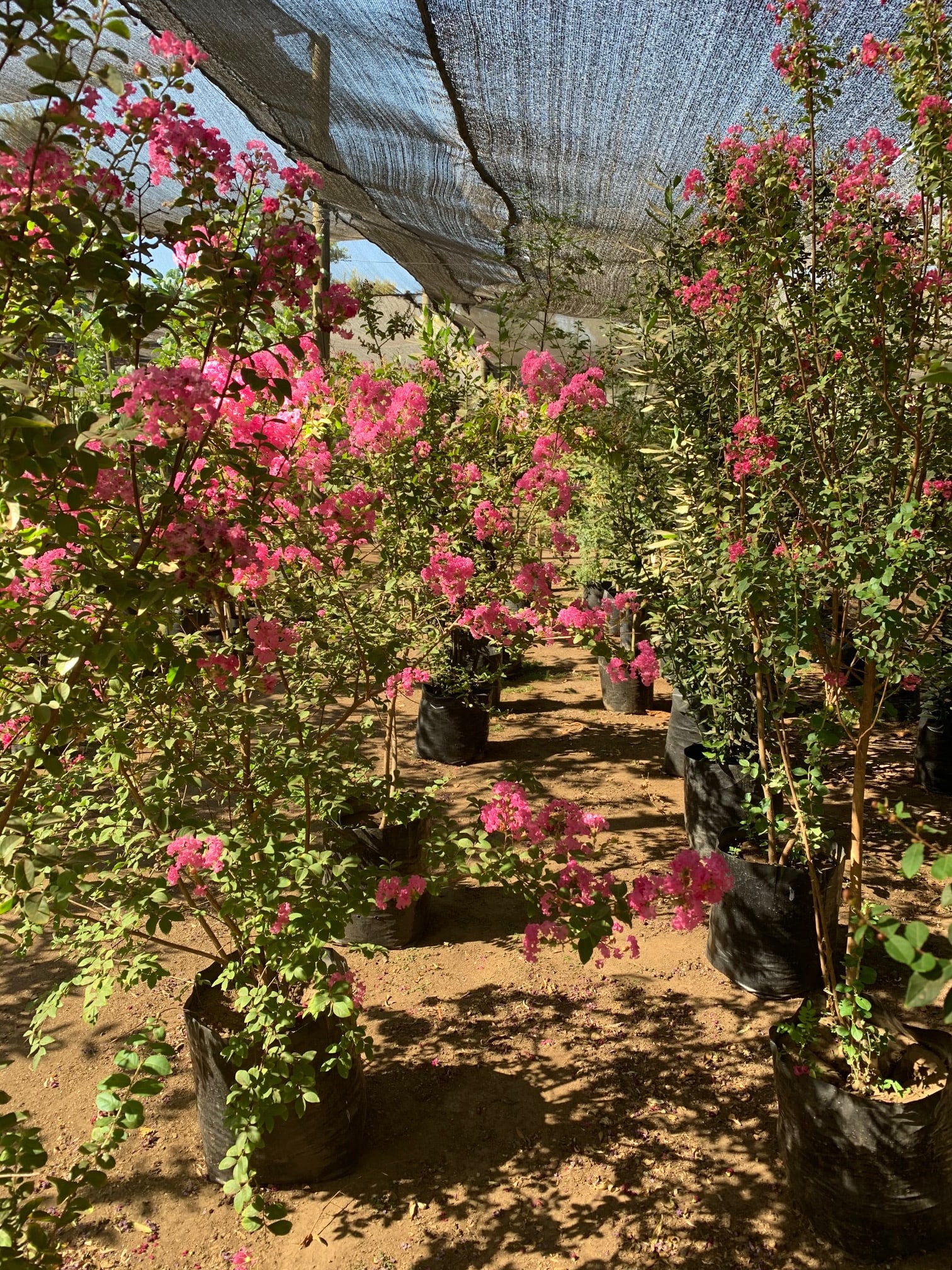 arbol Crespon L | Viveros y Jardines Araucano