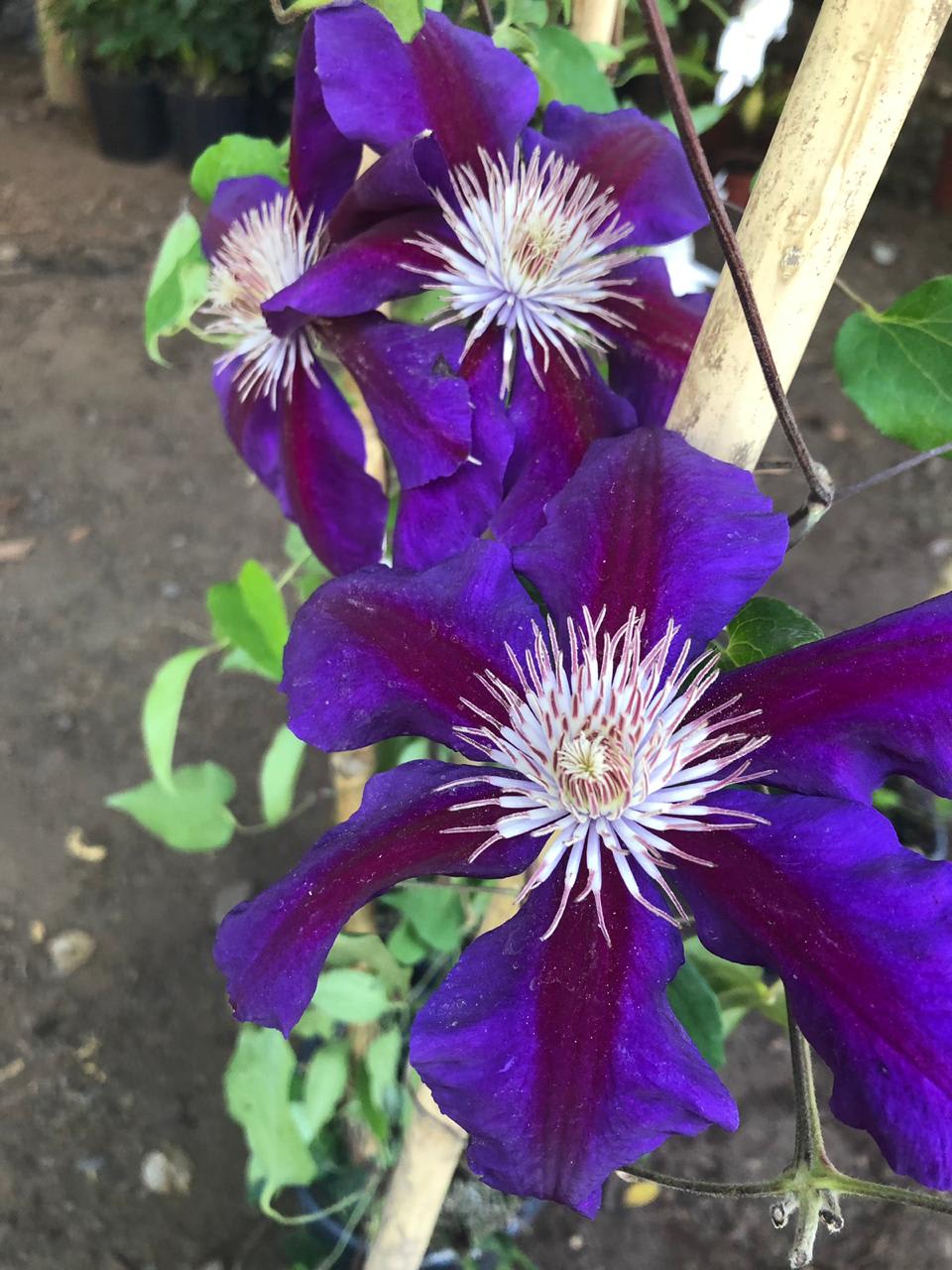 trepadora clematide | Viveros y Jardines Araucano