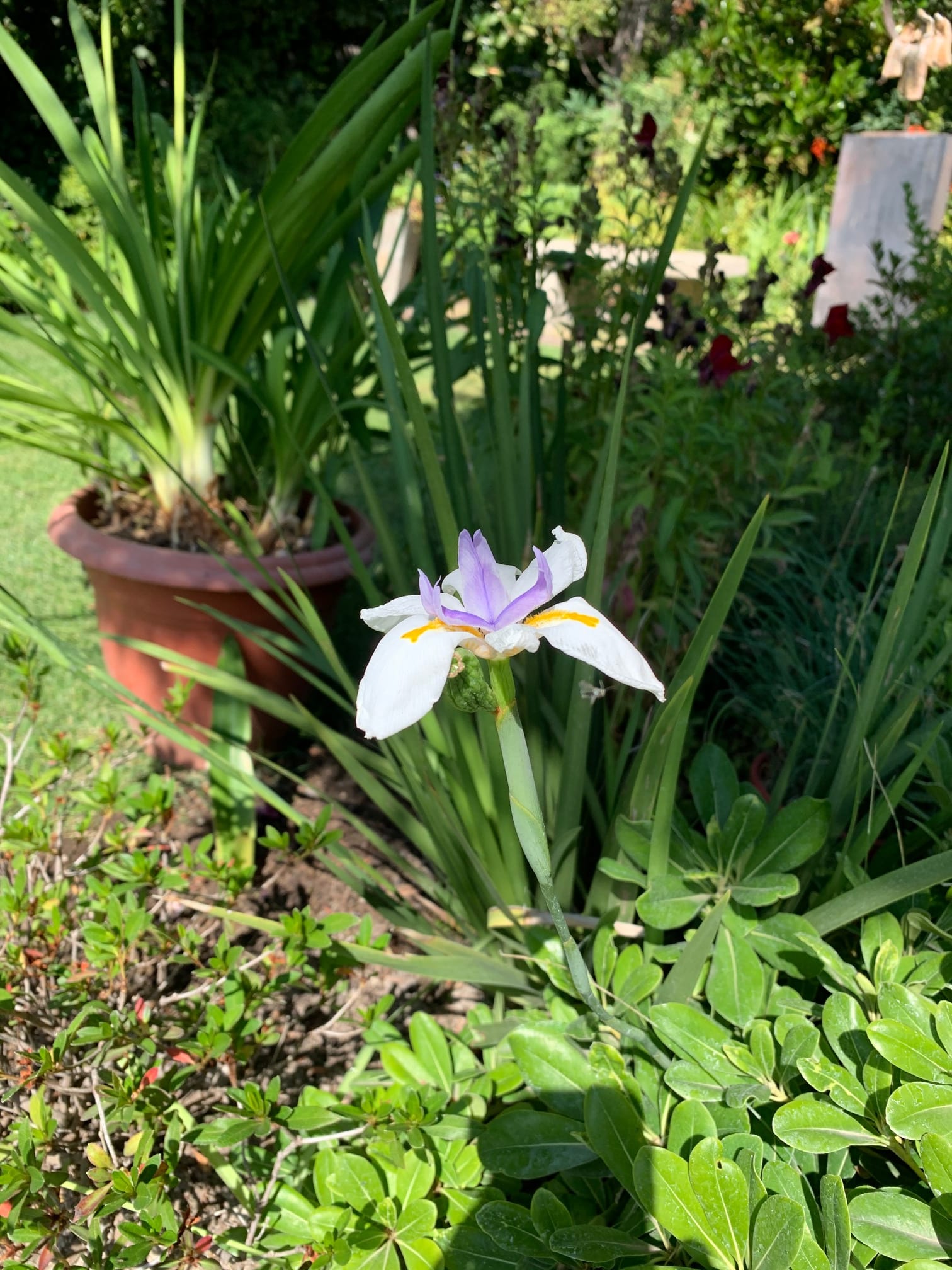 arbusto Dietes | Viveros y Jardines Araucano