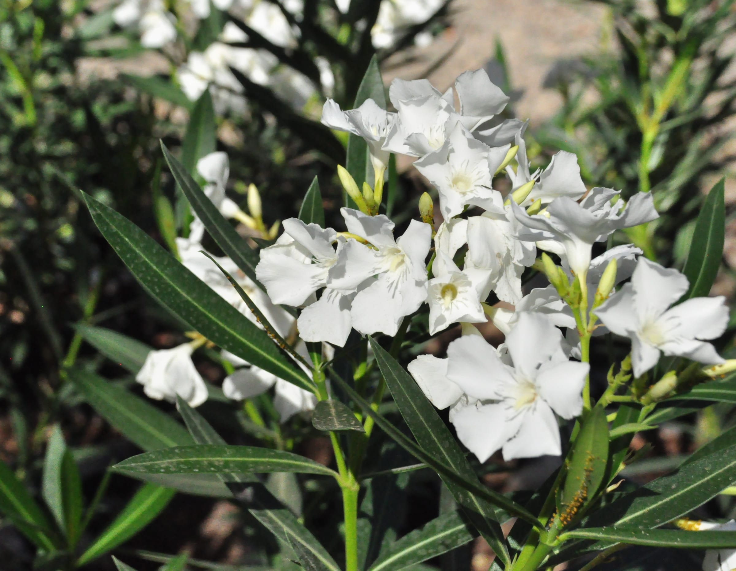arbusto Laurel flor | Viveros y Jardines Araucano
