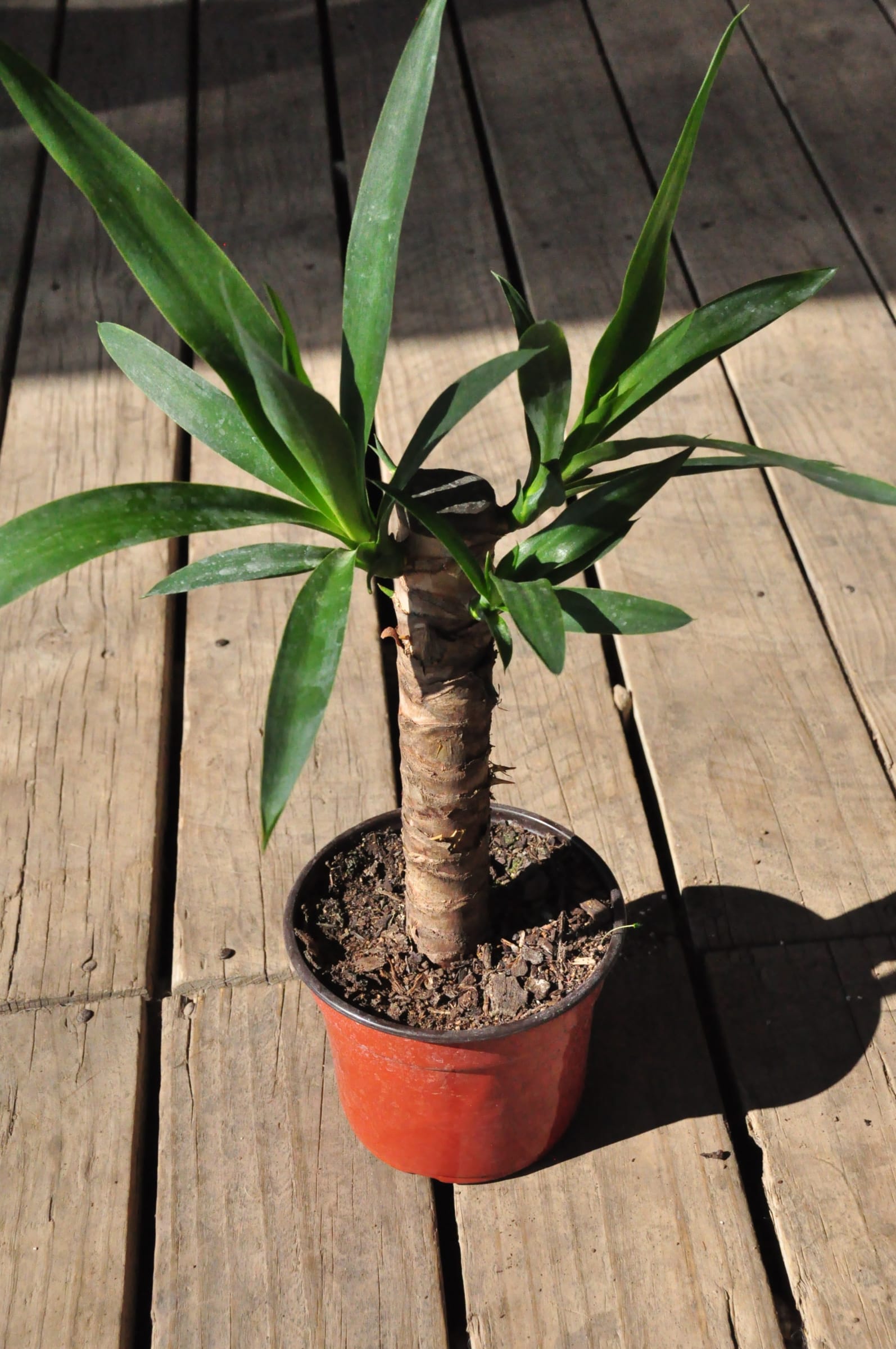 planta de interior yucca single | Viveros y Jardines Araucano