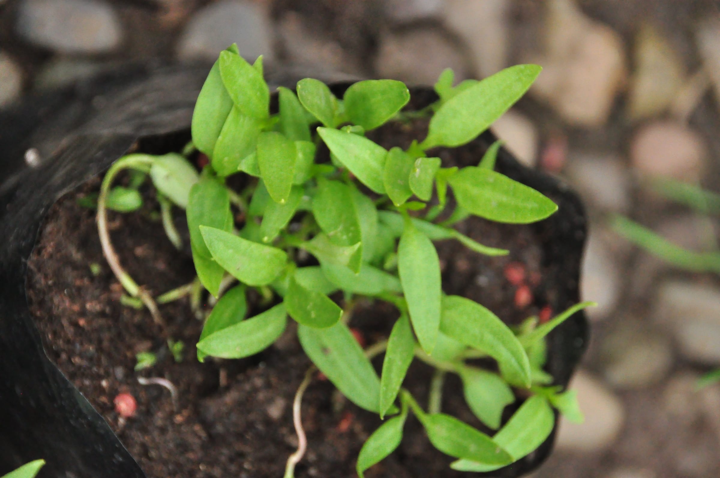 almacigo Pimenton | Viveros y Jardines Araucano