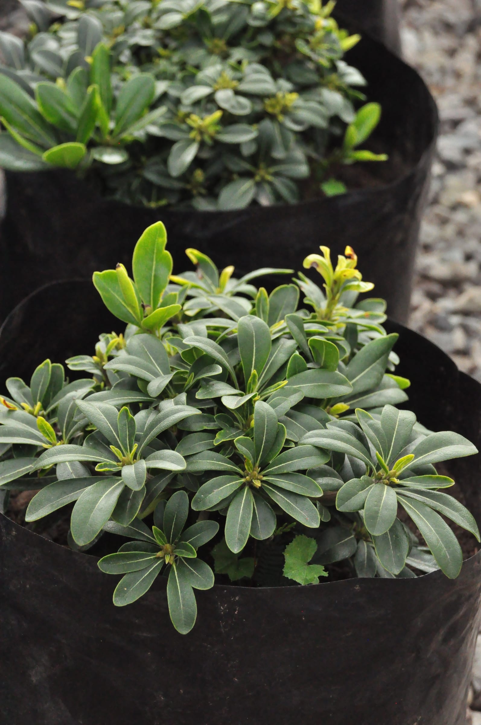 Arbusto tobira enano | Viveros y Jardines Araucano