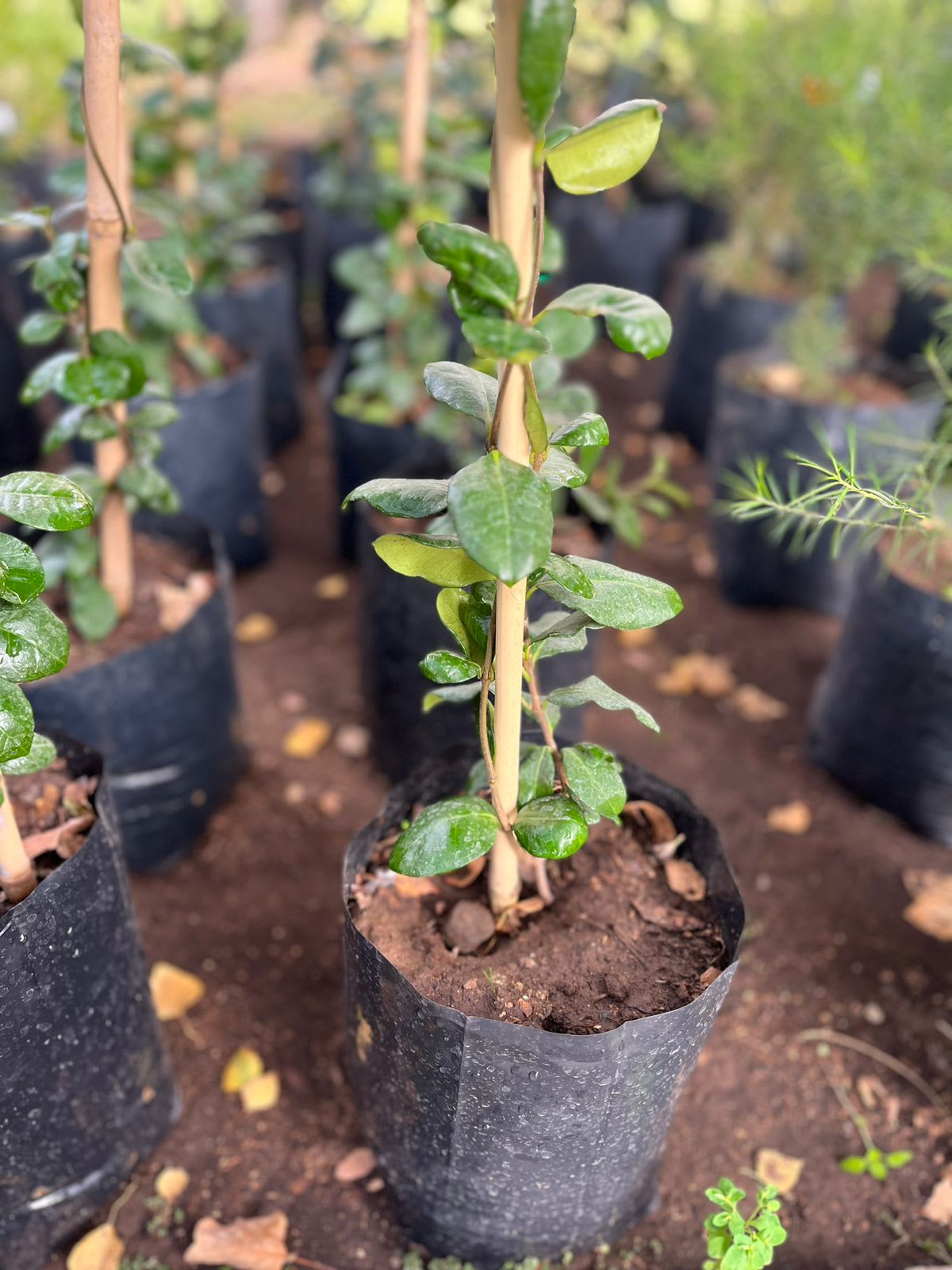 Trepadora Jazmin Helice M | Viveros y Jardines Araucano