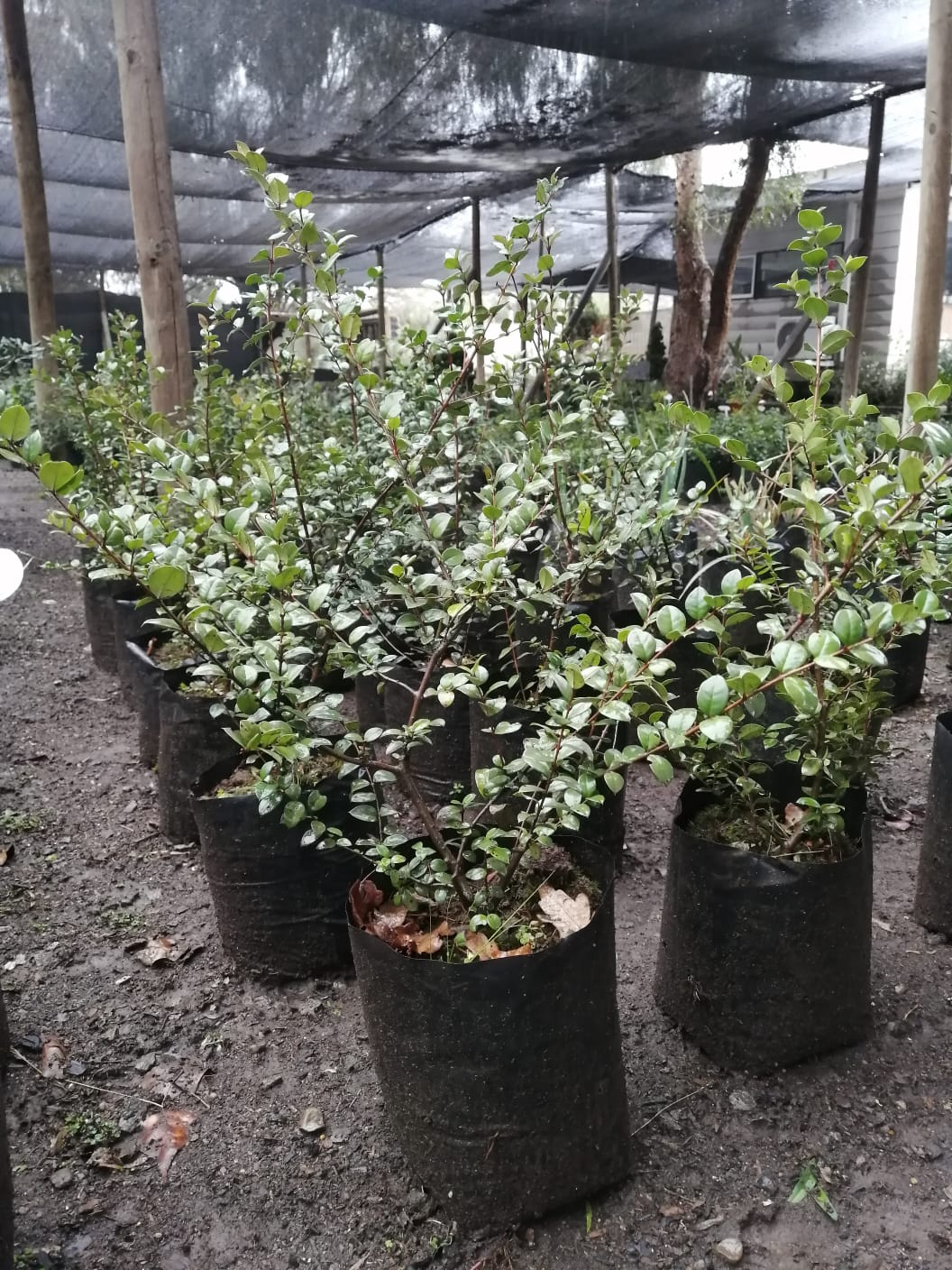 arbusto arrayan | Viveros y Jardines Araucano