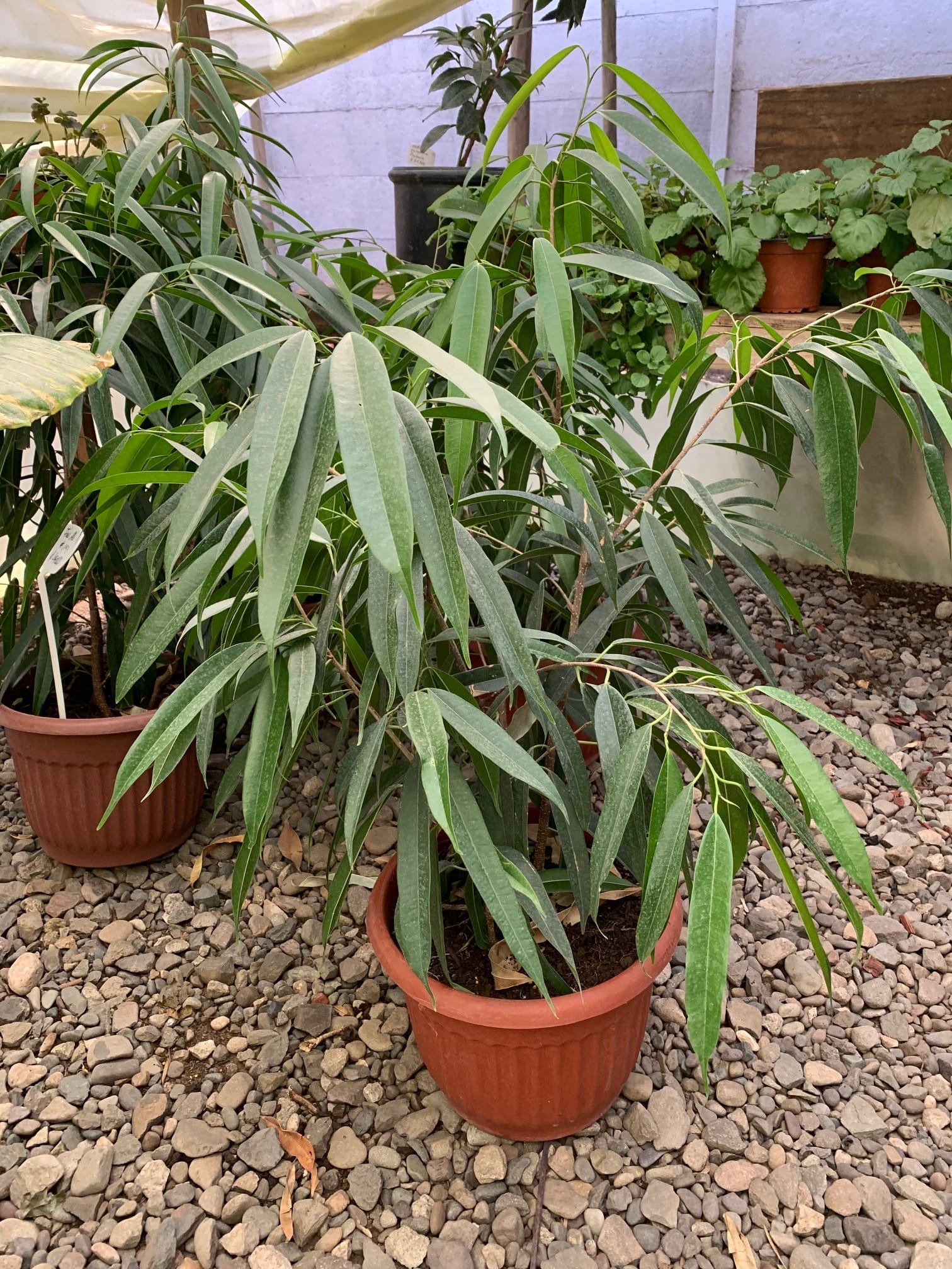 Planta Interior ficus alli | Viveros y Jardines Araucano